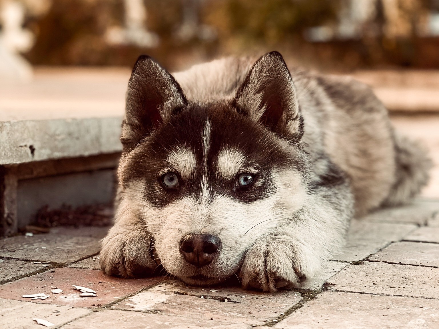 100 Id es De Pr noms Pour Chien Pour 2022 Lettre T 100 Id es De Pr noms Pour Chien Pour 2022 Lettre T